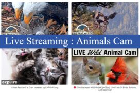 Articles of Interest and Current Events from myWorldWeb